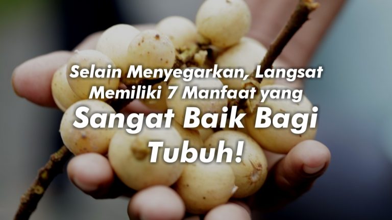 Selain Menyegarkan, Langsat Memiliki 7 Manfaat Sangat Baik Bagi Tubuh!